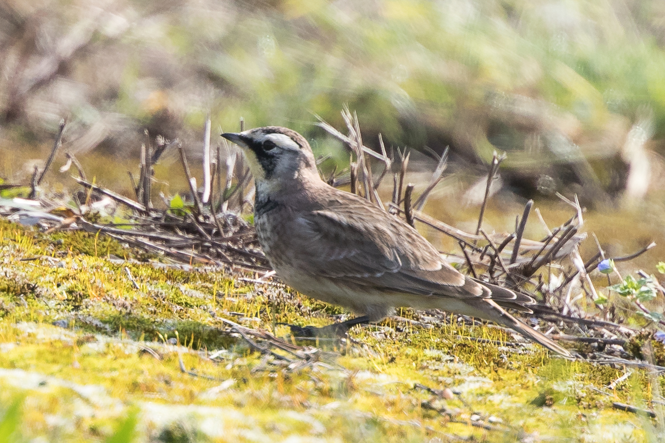 The Deskbound Birder: 'North American' Horned Lark - Staines Reservoir