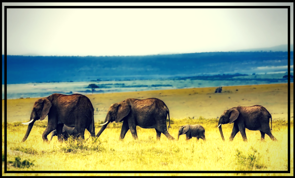 Must Know Facts About Myrtle Beach Safari.