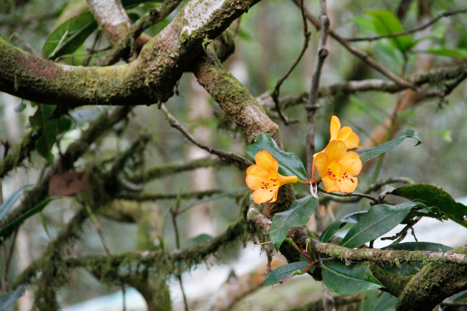 Bark and Purl: Two weeks in Borneo (Sabah, Malaysia) - Part 2