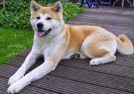 Siempre a tu lado Hachiko.: 2015