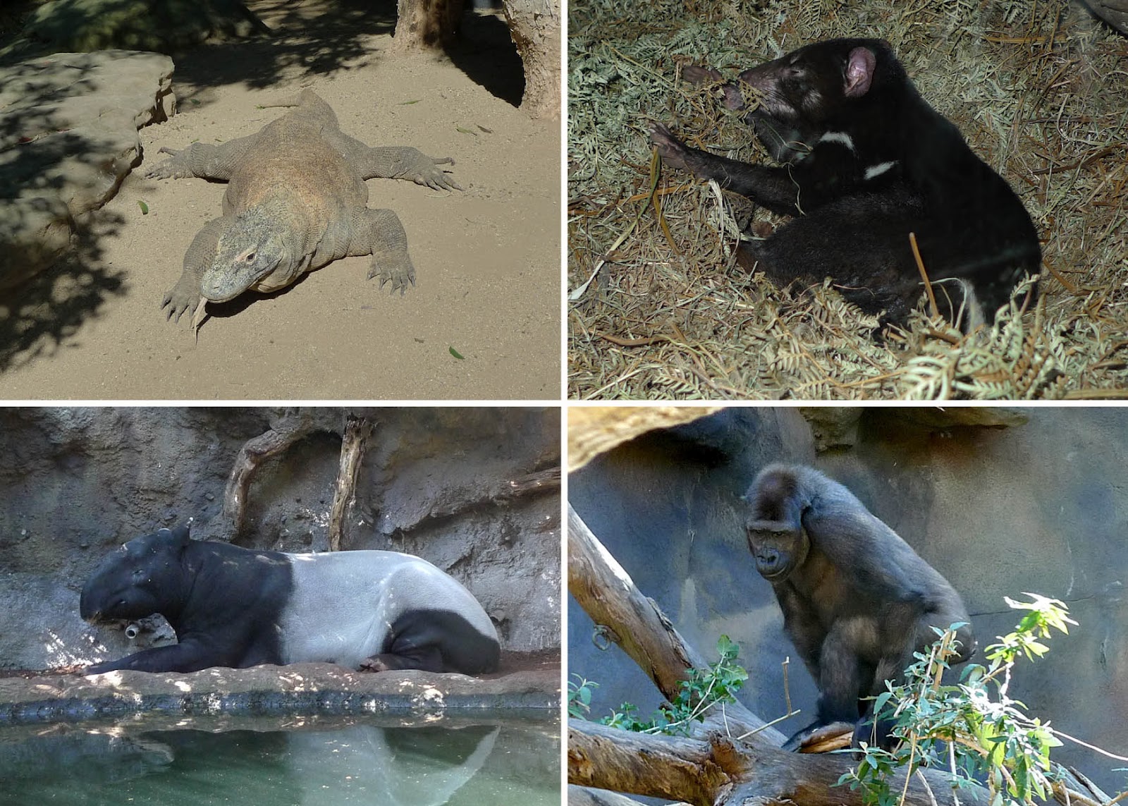 MrsMommyHolic: Taronga Zoo