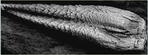 Unidentified Anomalous Phenomena - scientific research: Physical ...