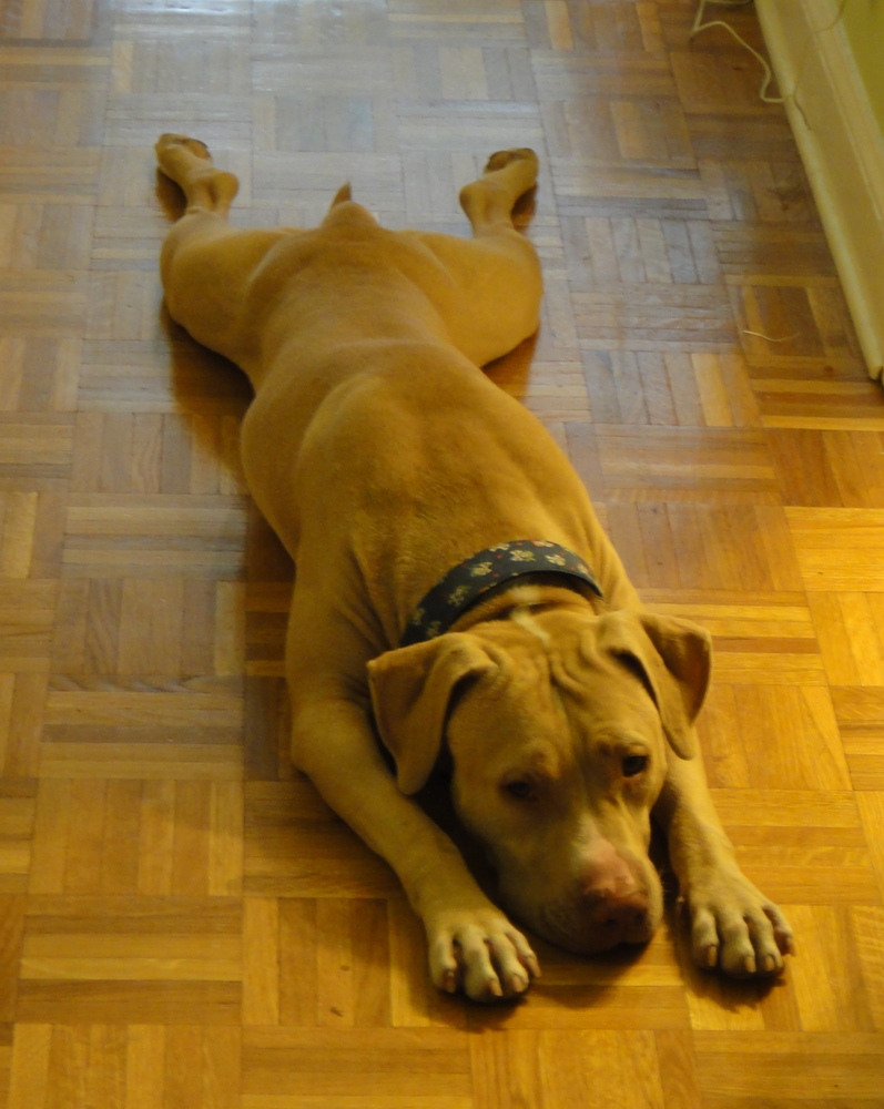 Pit Bull Frogs: Pit Bull Frog Photos