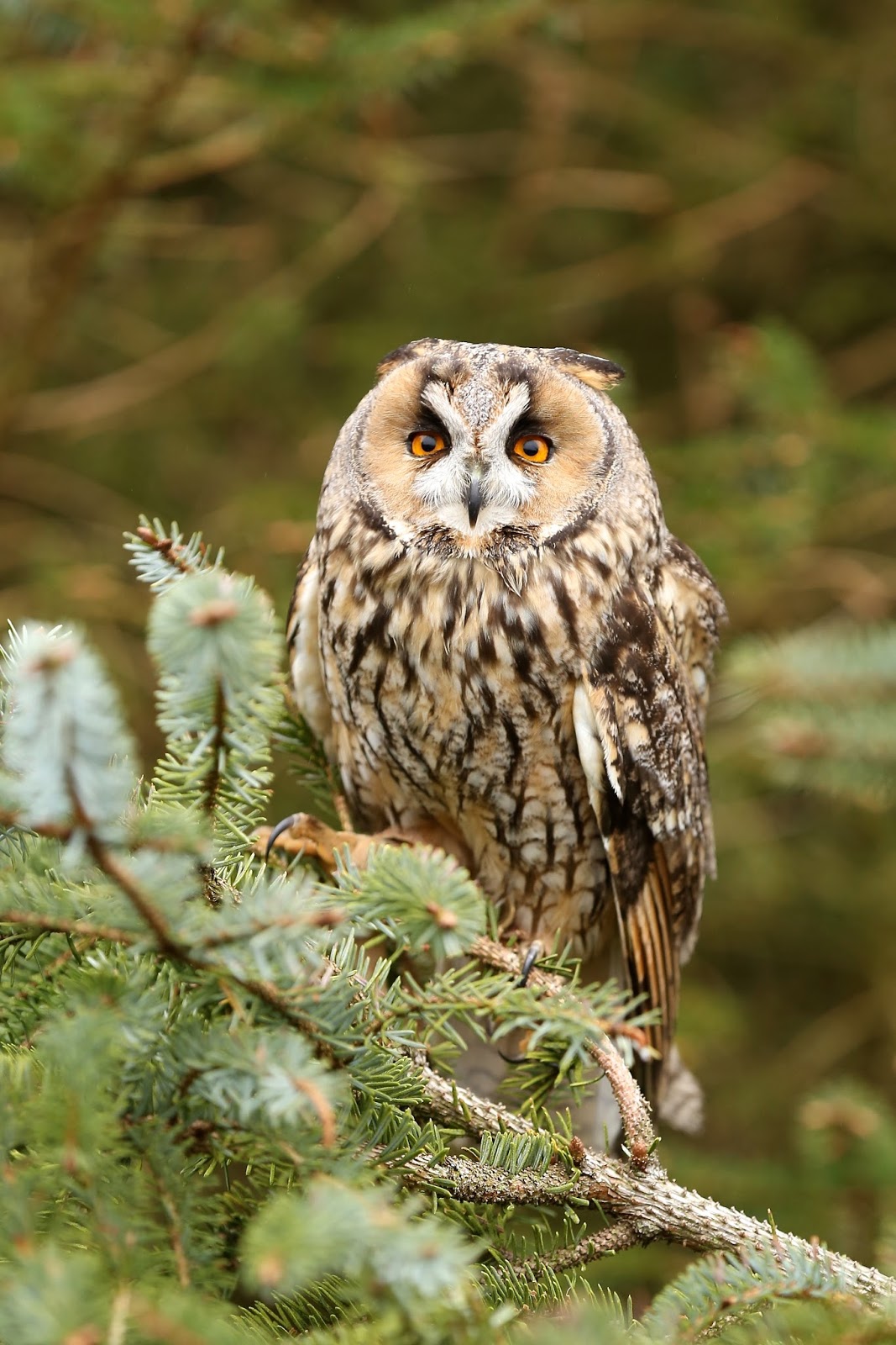TrogTrogBlog: Bird of the week - Long-eared owl