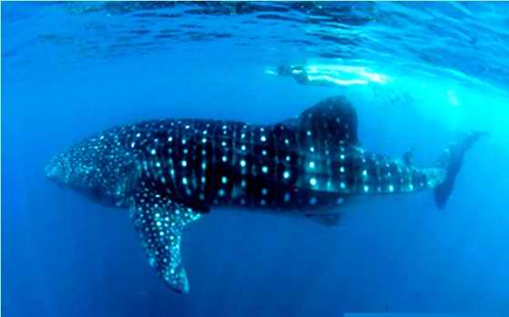 Butanding in Donsol | Tour Philippines