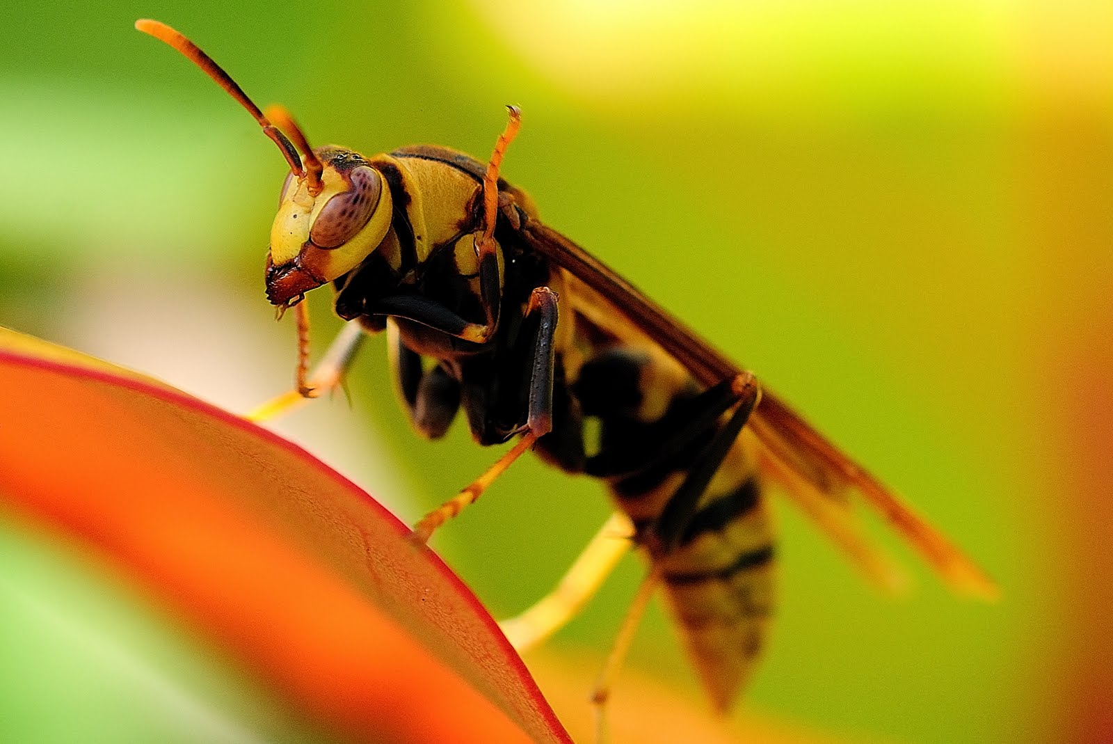 Visto al Pasar: La avispa caballo