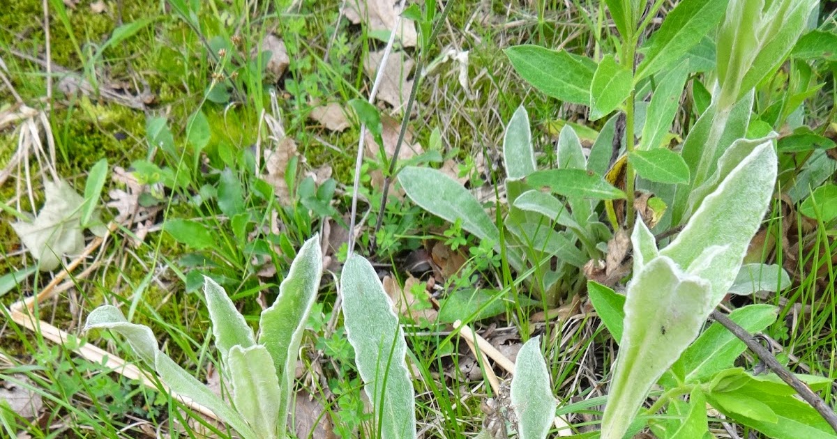 Herbs from Distant Lands: Sideritis scardica - Mursalsky Tea, Ironwort ...