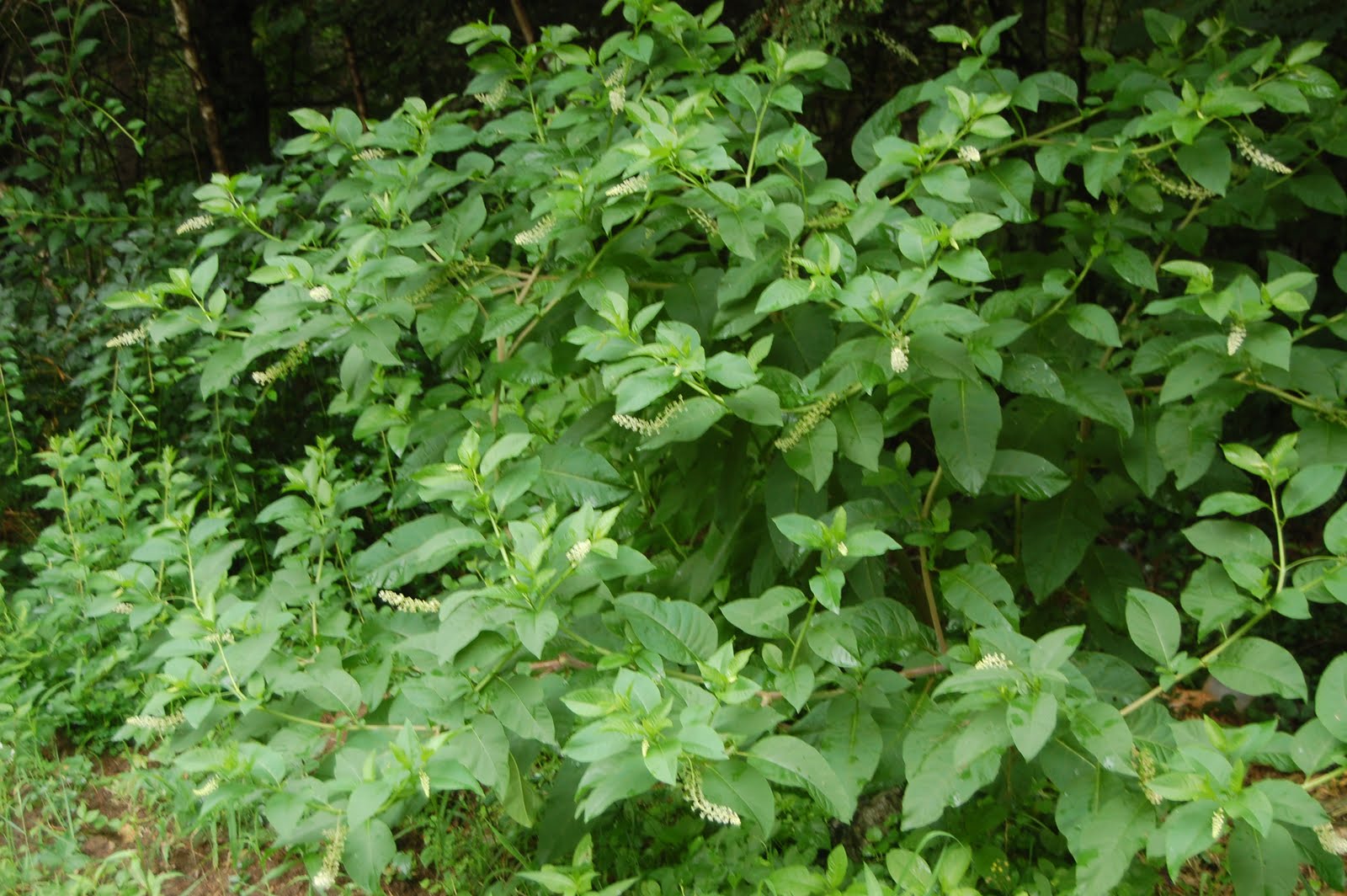 Sprouts: Pokeweed