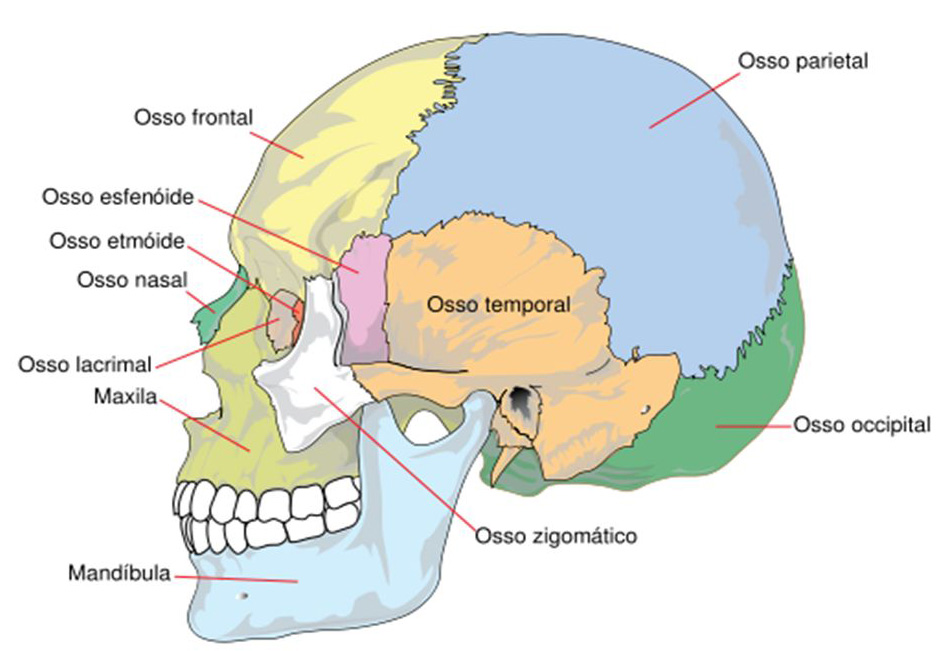 Movimento Craniano - O crânio mexe? Sim...