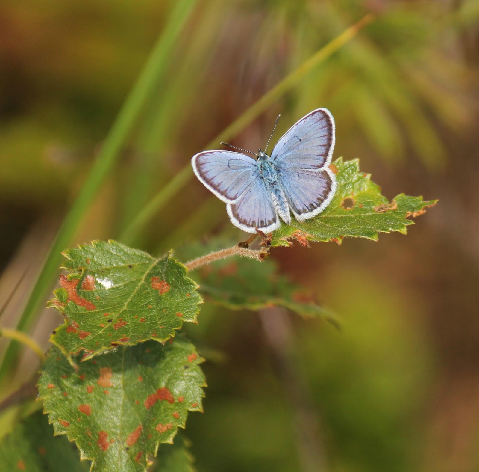 Linnea borealis: Sinisiä perhosia