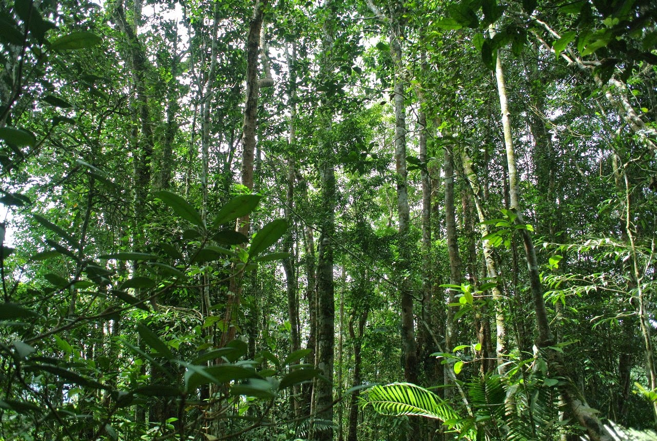 afifplc: Gunung Ulu Semangkok climb