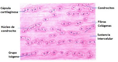 Histología - Fisioterapia IIIB: tejido cartilaginoso