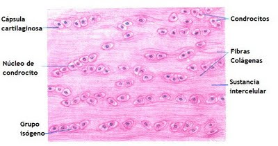Histología - Fisioterapia IIIB: tejido cartilaginoso