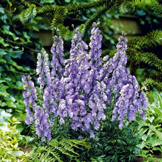 Aconitum o Acónito: Cultivo, cuidados y propiedades