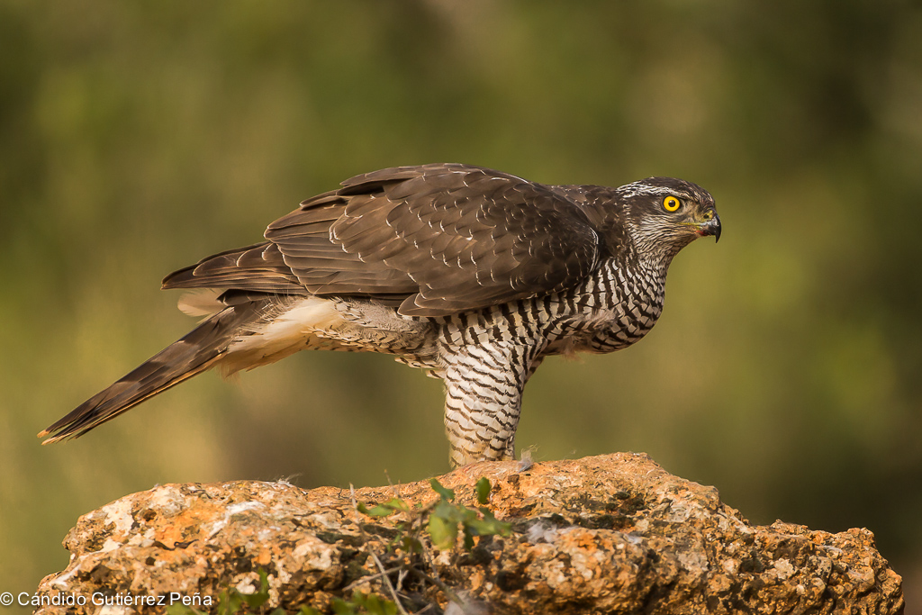 AZOR COMUN - Accipiter Gentilis | Observatorio de la Naturaleza