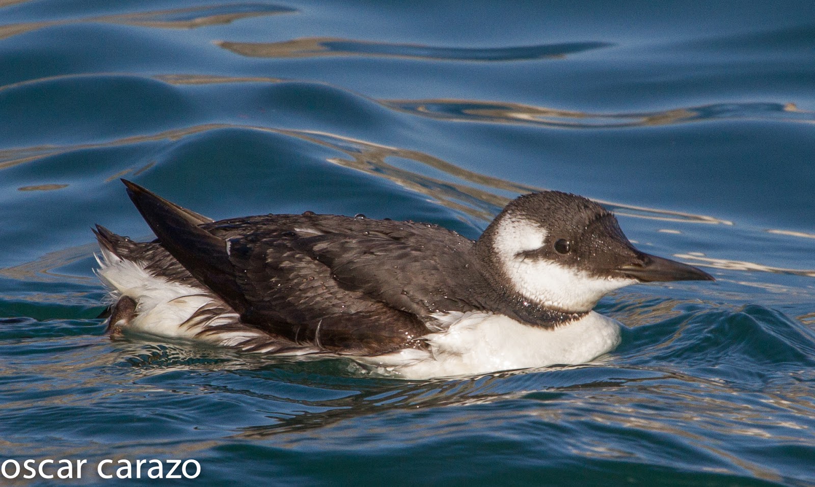 AVESANTURTZI: MARINAS CON LURGAIA II (PAGALO GRANDE Y ARAO)