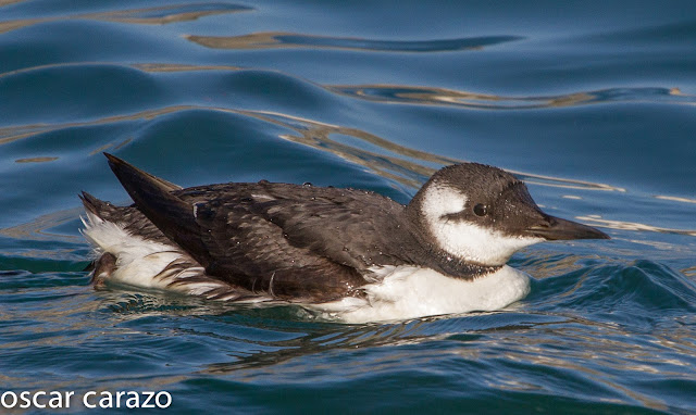 AVESANTURTZI: MARINAS CON LURGAIA II (PAGALO GRANDE Y ARAO)