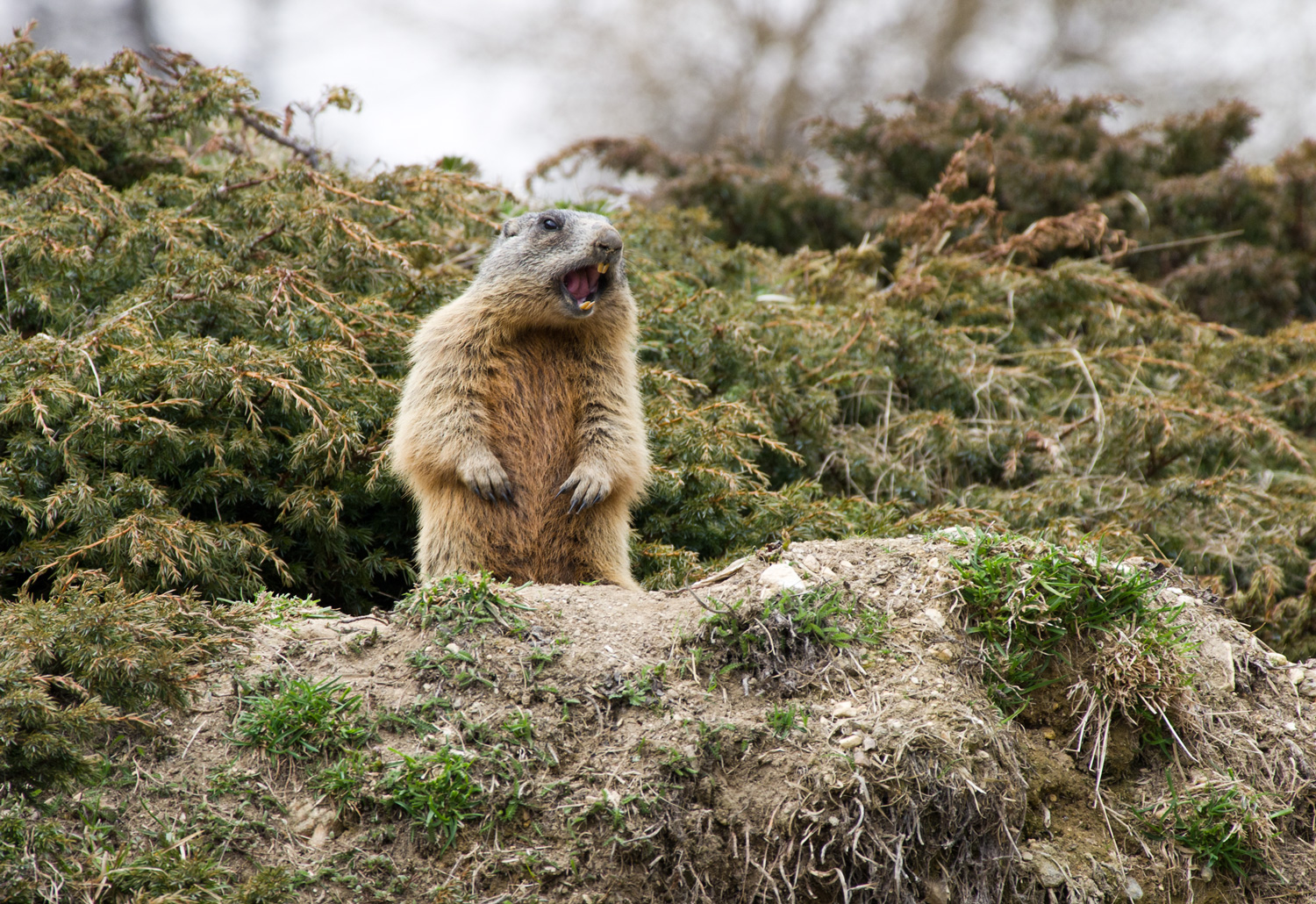4 passi in Val di Sole: Il regno delle marmotte