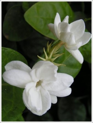 melati desa (in my own world): sendiri