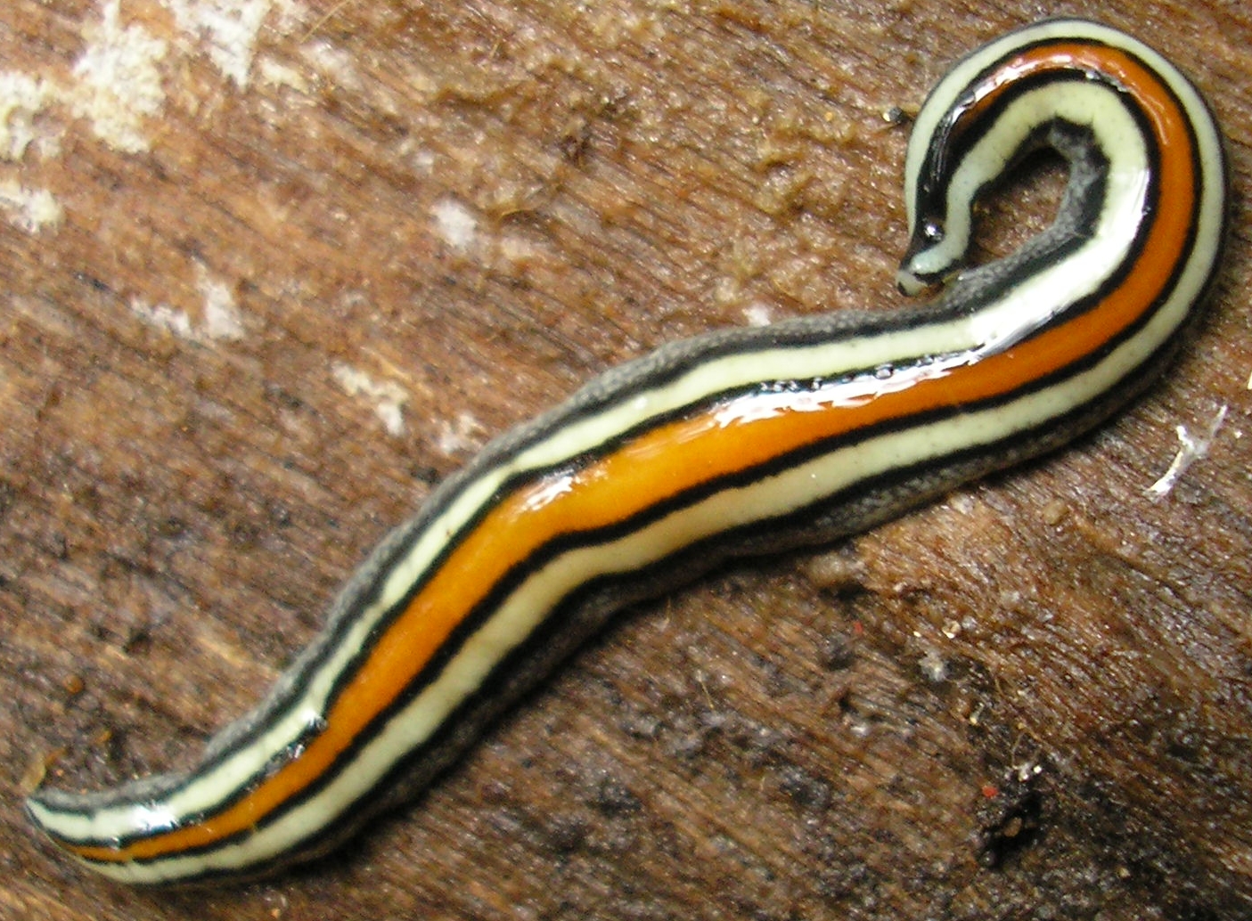 Filo platelmintos | Biologia: A ciência da vida