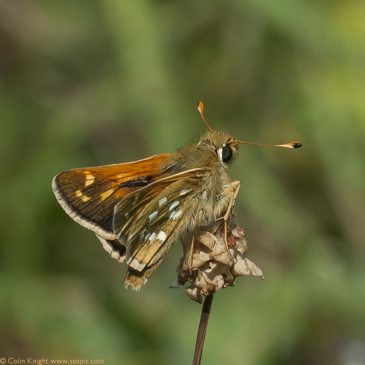 Postcards from Sussex: Clouded Yellow & Silver-spotted Skippers
