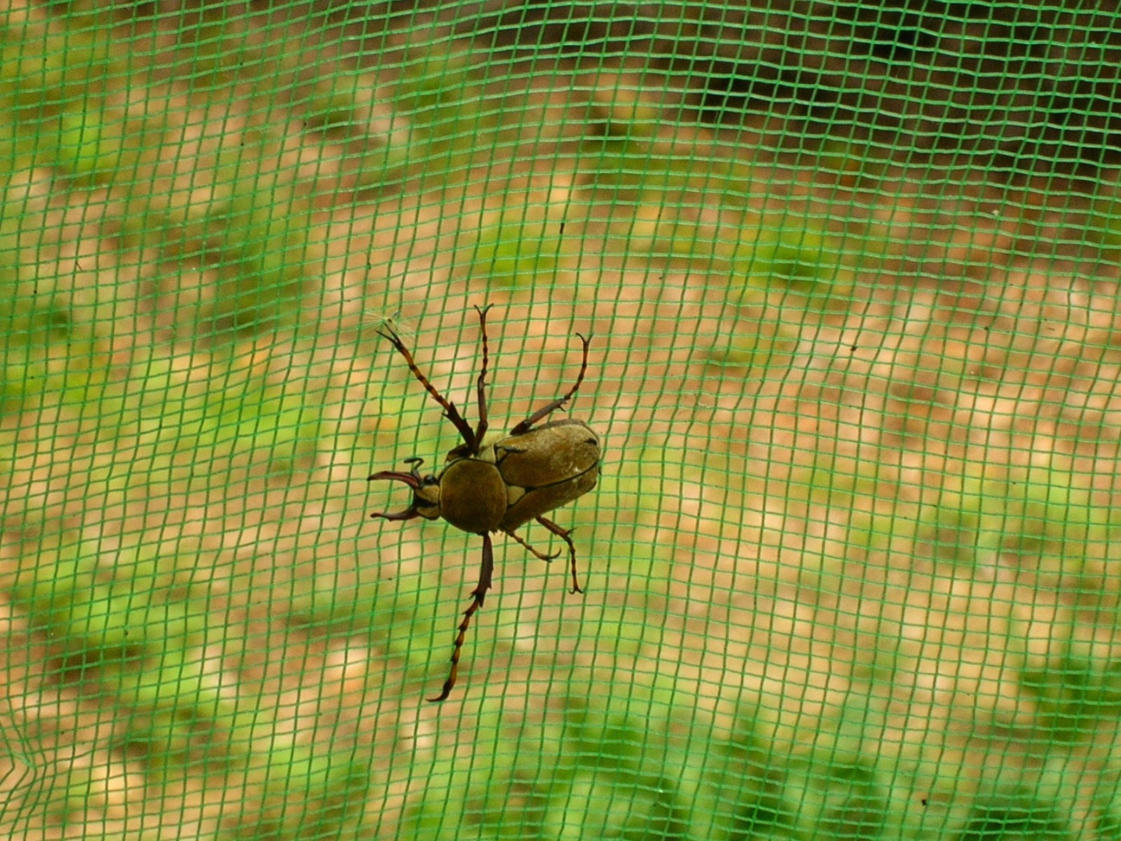 追尋一個夢: 鞘翅目-金龜子科 Scarabaeidae