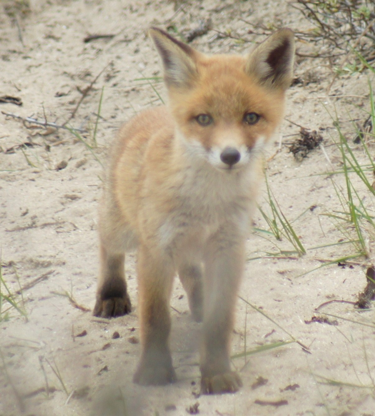 AMSTERDAMSE WATERLEIDINGDUINEN AWD: Jonge Vosjes