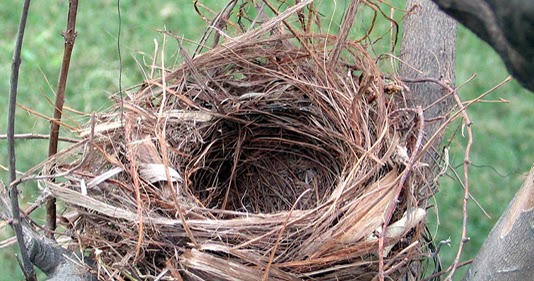 Why do birds build nests? - All About Parrots
