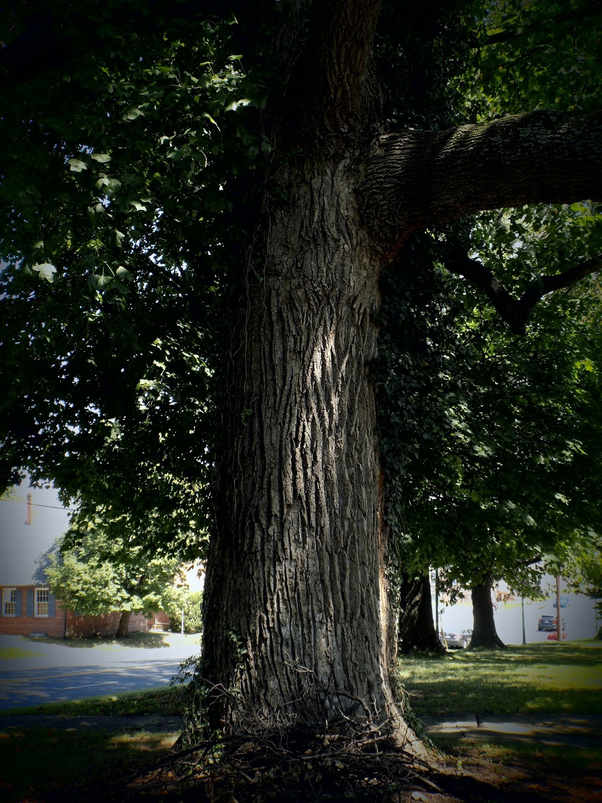 Tales From the Trails: Rockville Academy: Large Tulip Poplar Tree
