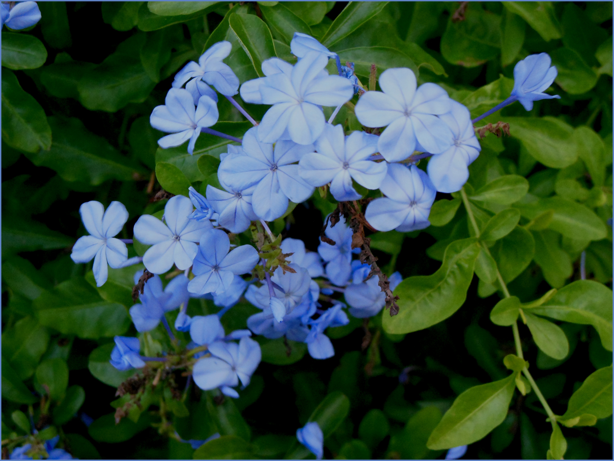 The Tenacious Gardener!: Jamaican flora part 2 plus..........