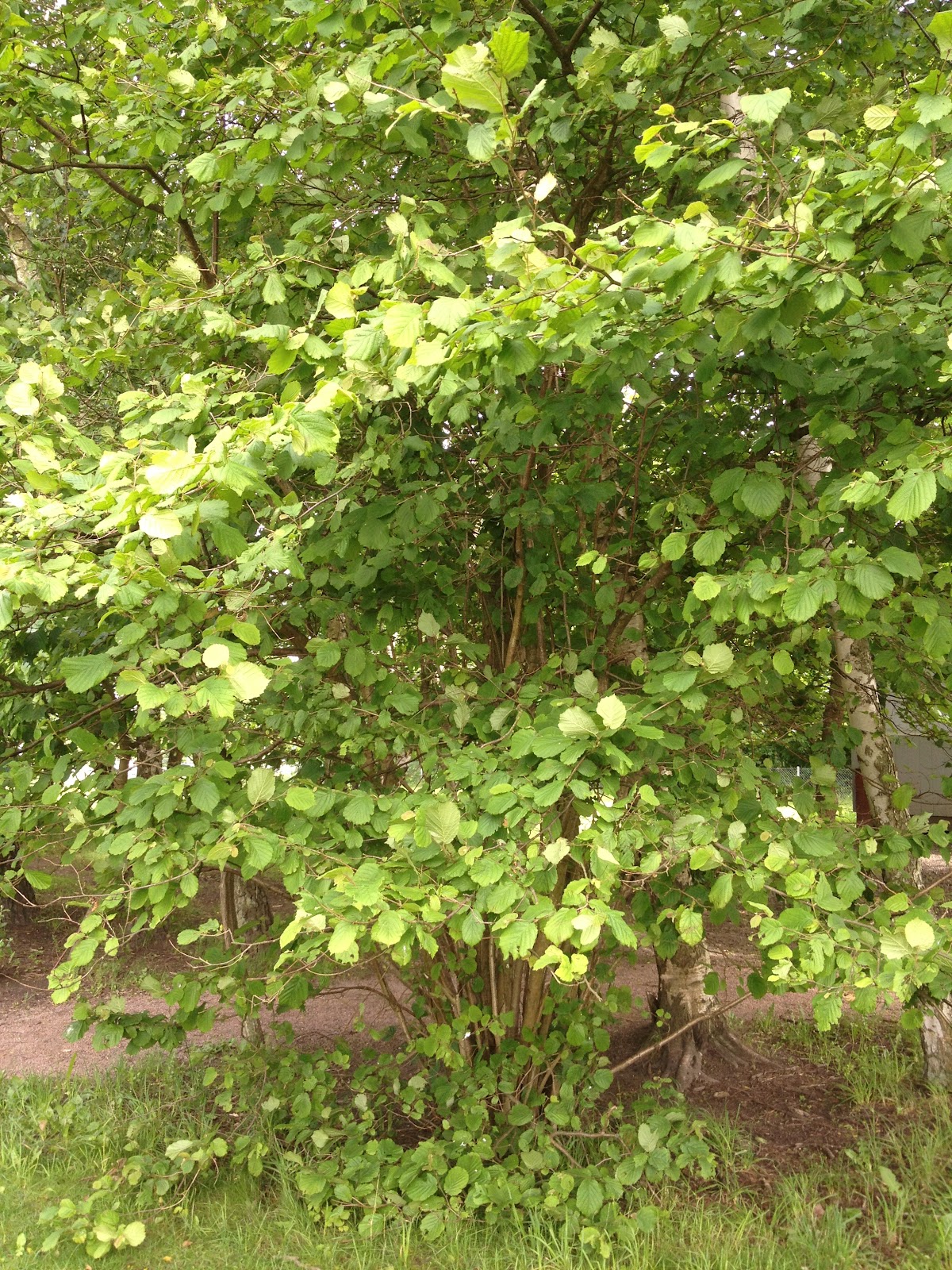 IT i Naturen: Skolgårdens träd - Hassel