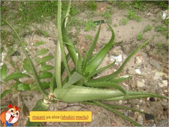 2015 ~ fahamu uleaji wa kuku wa kienyeji