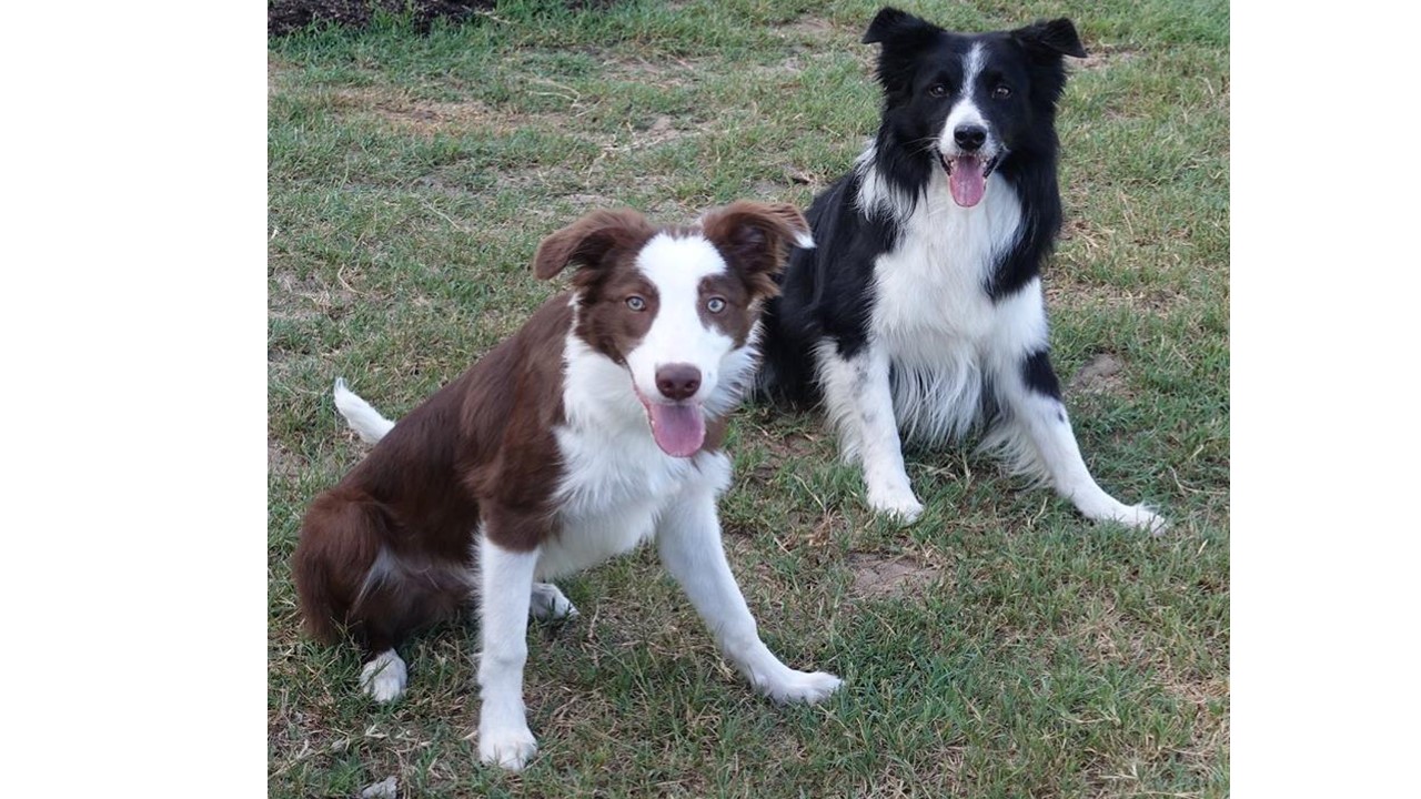 Marco Magiolo Agility: Os "gigantes" Border Collies americanos!