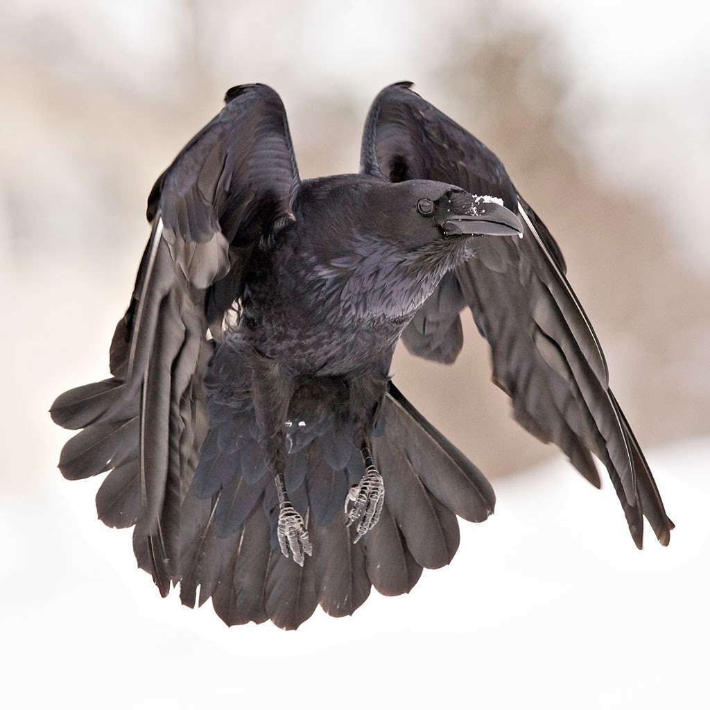 Ravens
