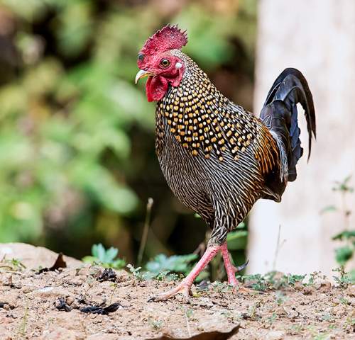 Grey junglefowl photos | Birds of India | Bird World