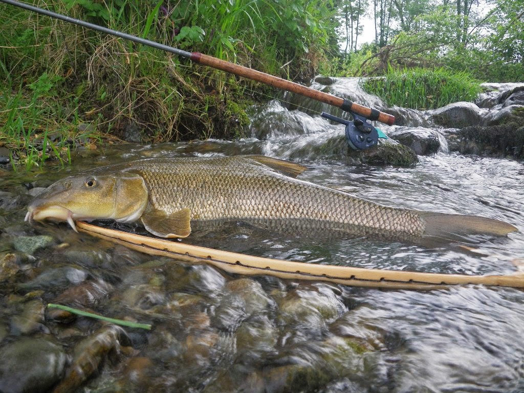 Hunting and Fishing: Barbel / Le barbeau