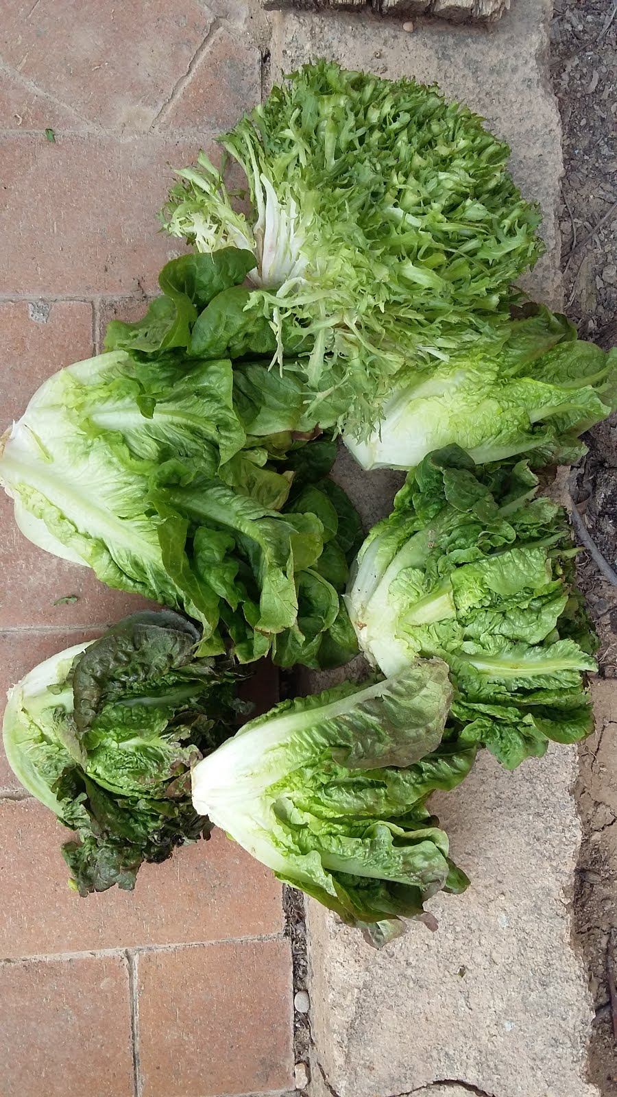 La vida entre rocas: Lechugas