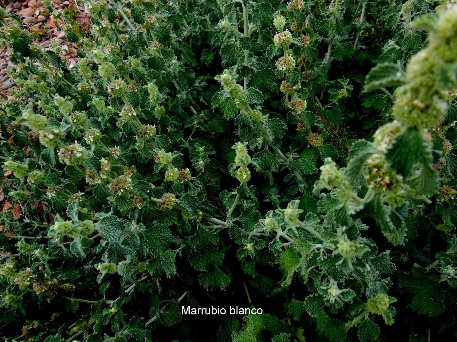 Mi herbario particular: MARRUBIO BLANCO (Marrubium vulgare)