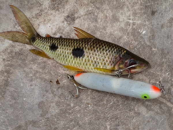 ANGLING WORLD 魔魚釣界: The Exotic Amazon Game Fish - Aimara