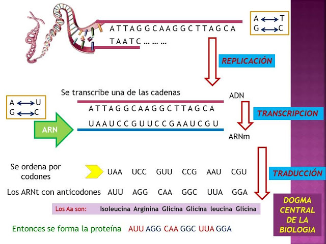 NOVENO: 3. SINTESIS DE PROTEINAS