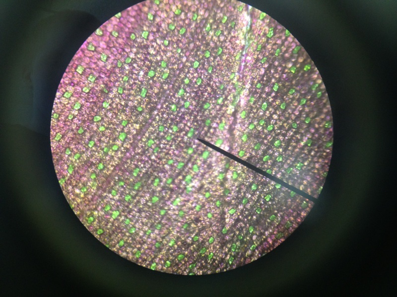 swifty science: stomata lab
