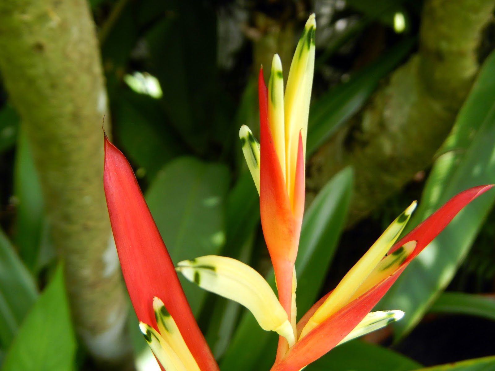 searching for nature in Yangon, Part One