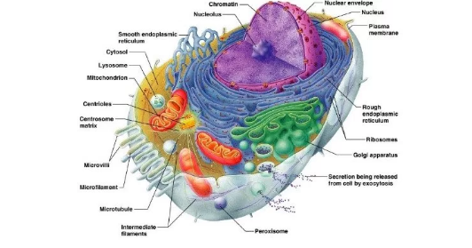 Pengertian Ribosom, Struktur dan Fungsi Ribosom