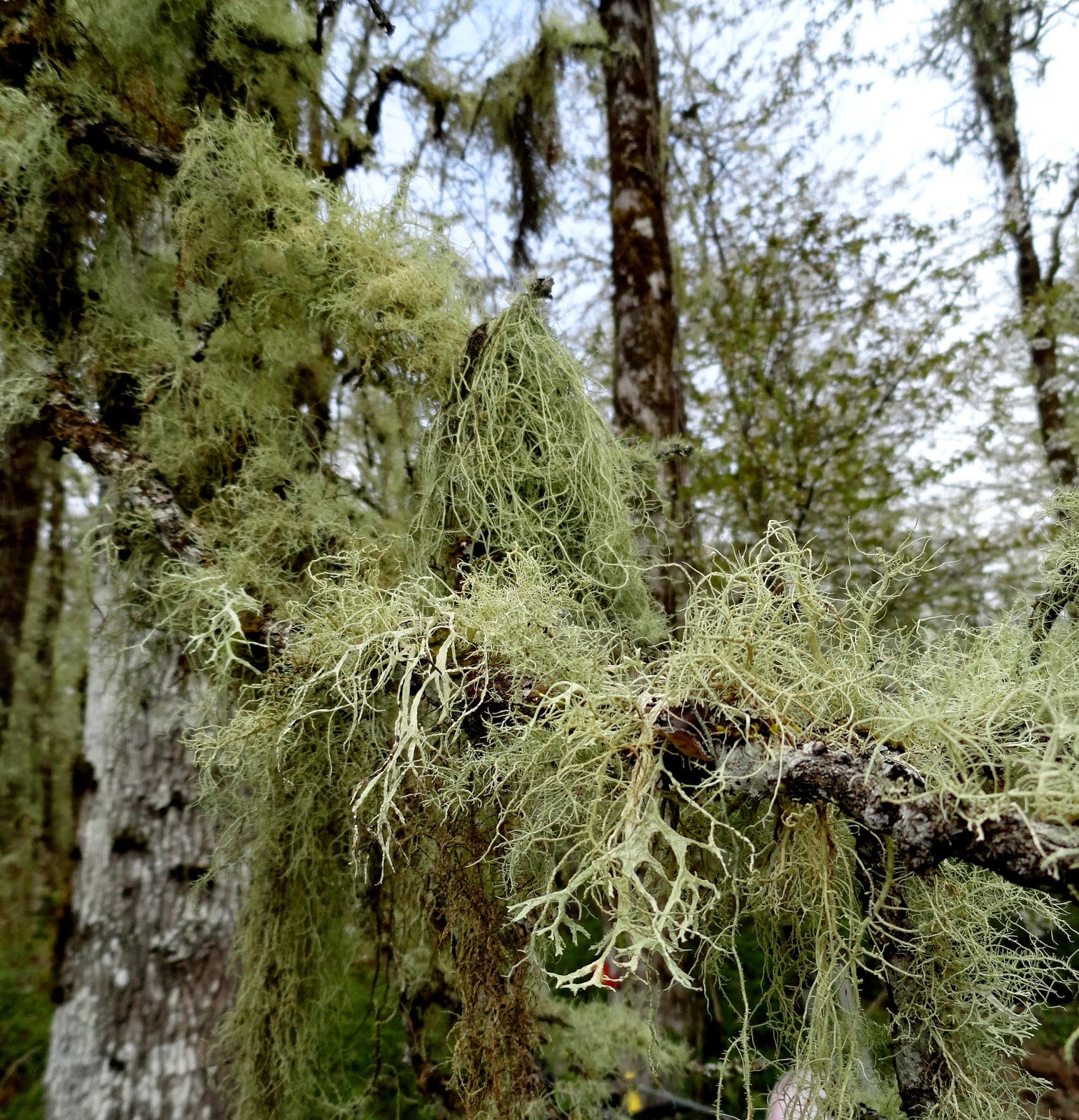 danger garden: An early spring visit to Dancing Oaks Nursery
