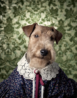 this western feeling: DOGS IN TOGS