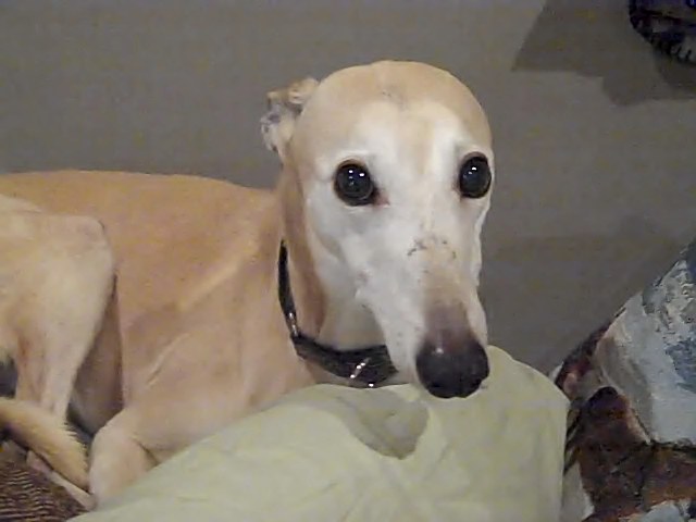 Northern Lights Greyhound Adoption Dog Blog: NLGA Photo Roundup ...