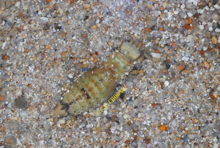 Odonata of Peninsular Malaysia: You Wanna Guess?