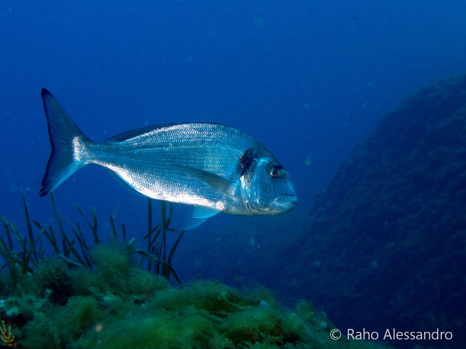 Necton e Plancton: Pesci: Orata