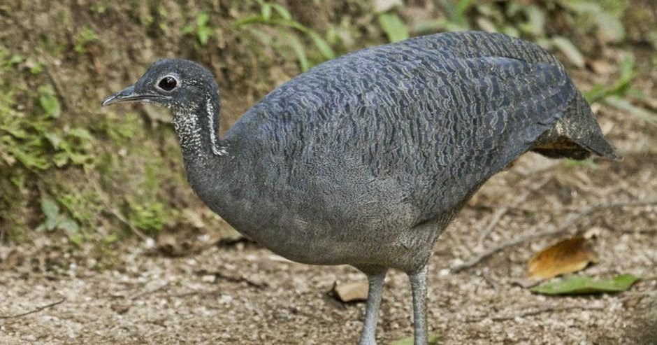 Tierra de cigueñas: Tinamú tao (Tinamus tao)