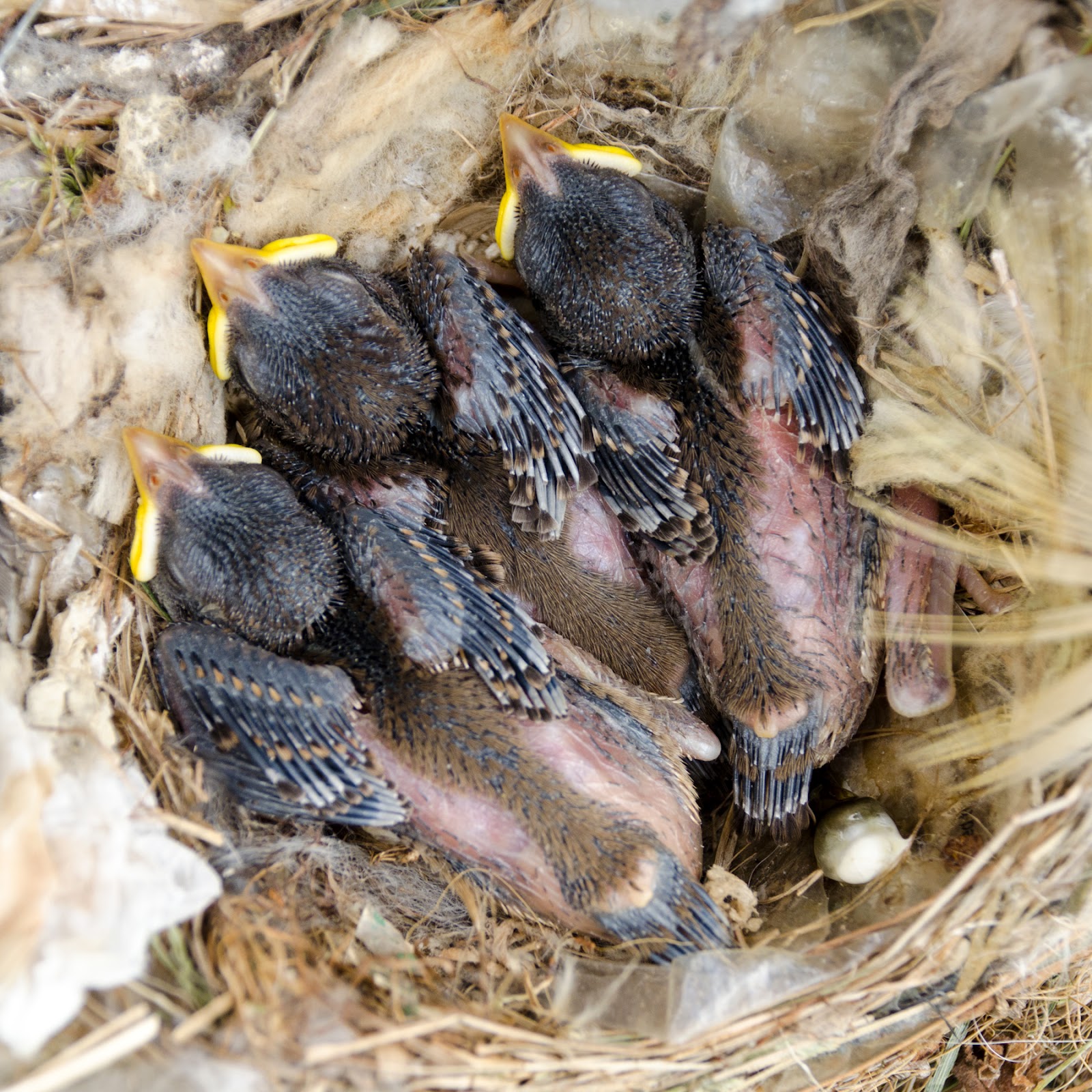 Urszula Photography: Updates on the sparrow babies